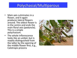 Inflorescences | PDF