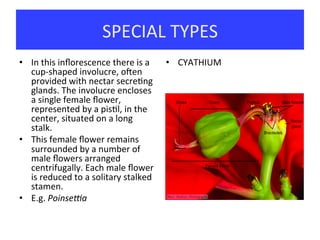 Inflorescences | PDF