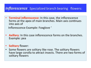 Inflorescences | PDF
