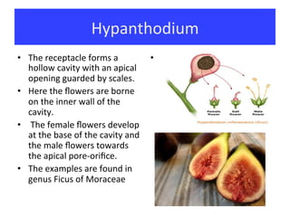 Inflorescences | PDF