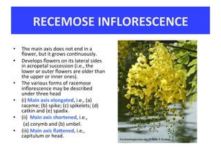 Inflorescences | PDF
