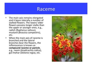 Inflorescences | PDF