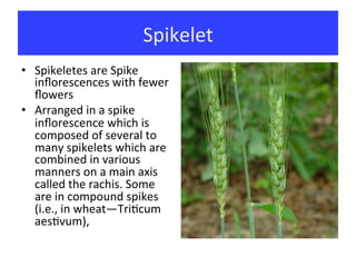 Inflorescences | PDF
