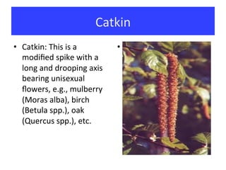 Inflorescences | PDF