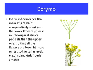 Inflorescences | PDF