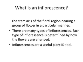 inflorescences.ppt