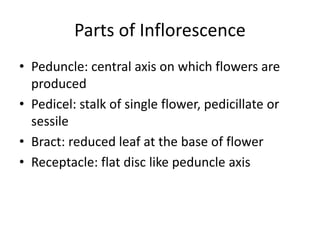inflorescences.ppt