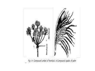 inflorescences.ppt