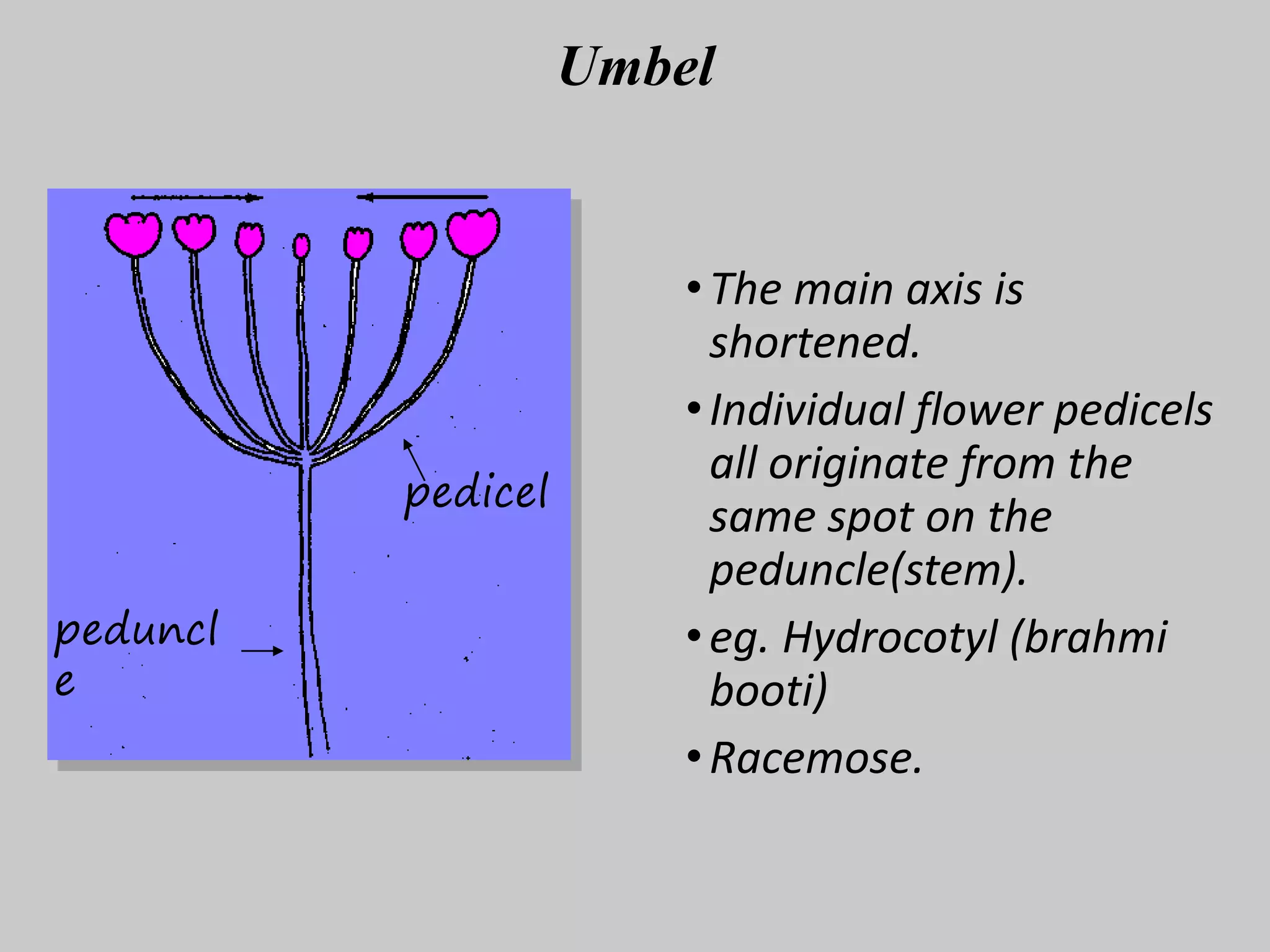 Inflorescences ( cluster of flower ) | PPTX
