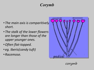 Inflorescences ( cluster of flower ) | PPTX