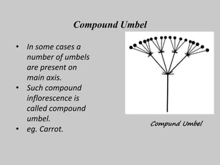 Inflorescences ( cluster of flower ) | PPTX