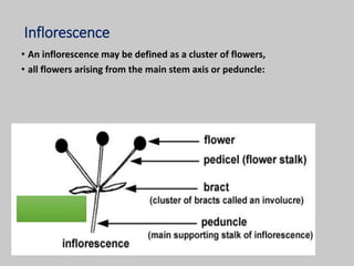 Inflorescences ( cluster of flower ) | PPTX
