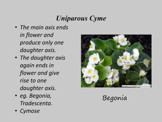 Inflorescences ( cluster of flower ) | PPTX