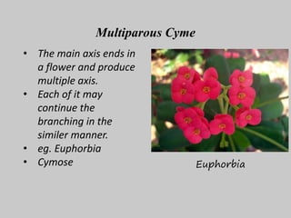 Inflorescences ( cluster of flower ) | PPTX