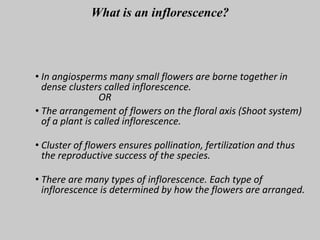Inflorescences ( cluster of flower ) | PPTX
