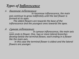 Inflorescences ( cluster of flower ) | PPTX