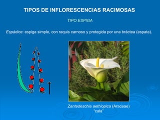 Inflorescencia | PPT