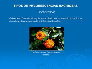Inflorescencia | PPT