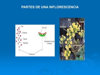 Inflorescencia | PPT