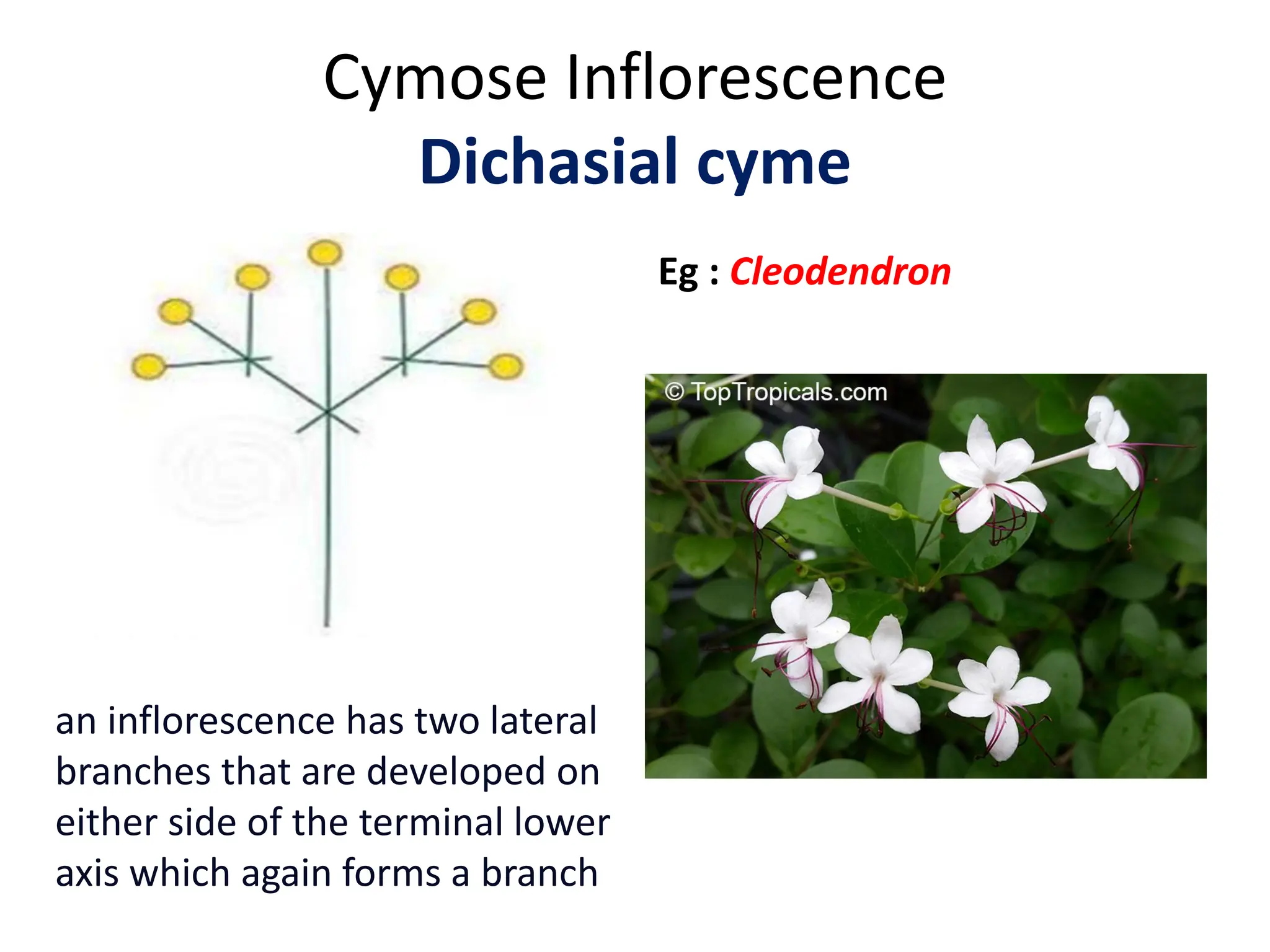 Ty Inflorescence types & special structure | PDF | Gardening | Home ...