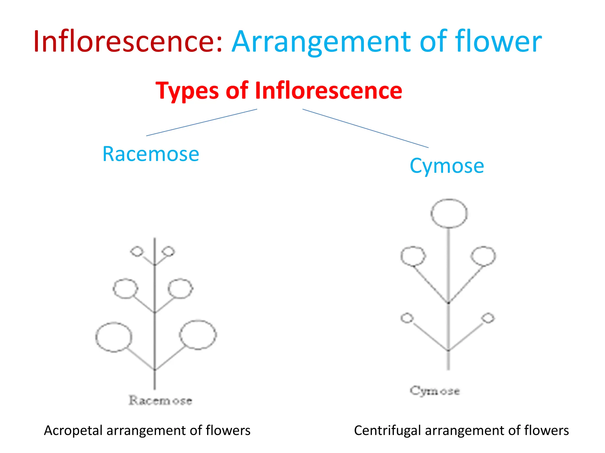 Ty Inflorescence types & special structure | PDF | Gardening | Home ...