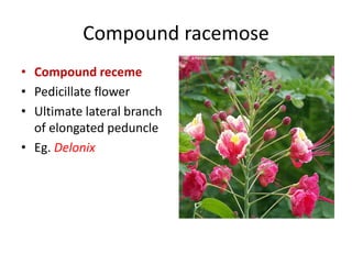 Ty Inflorescence types & special structure | PDF | Gardening | Home ...