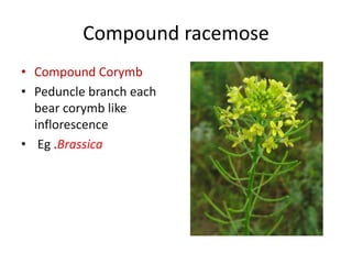 Ty Inflorescence types & special structure | PDF | Gardening | Home ...