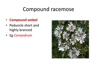 Ty Inflorescence types & special structure | PPT