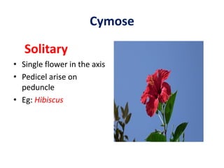 Ty Inflorescence types & special structure | PPT