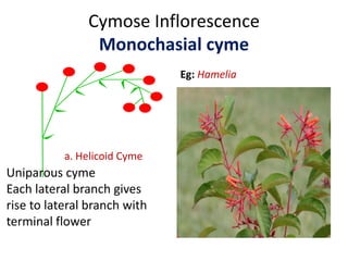 Ty Inflorescence types & special structure | PDF | Gardening | Home & Garden