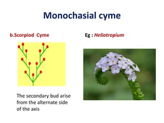 Ty Inflorescence types & special structure | PDF | Gardening | Home ...