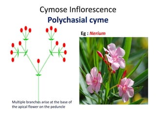 Ty Inflorescence types & special structure | PDF | Gardening | Home & Garden