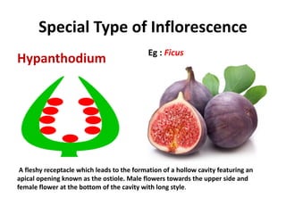 Ty Inflorescence types & special structure | PDF | Gardening | Home ...