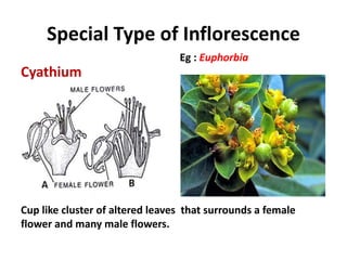 Ty Inflorescence types & special structure | PDF | Gardening | Home ...