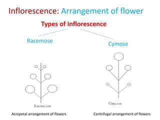 Ty Inflorescence types & special structure | PDF | Gardening | Home ...