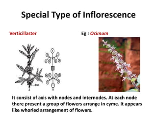 Ty Inflorescence types & special structure | PDF | Gardening | Home ...