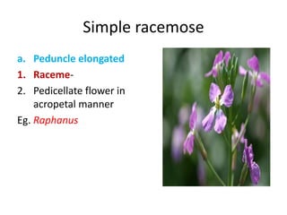 Ty Inflorescence types & special structure | PDF | Gardening | Home ...