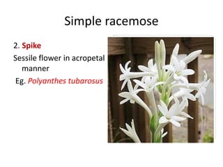 Ty Inflorescence types & special structure | PDF | Gardening | Home ...