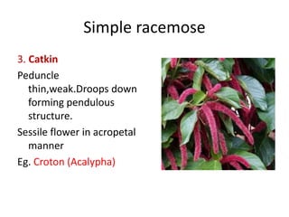 Ty Inflorescence types & special structure | PDF | Gardening | Home ...