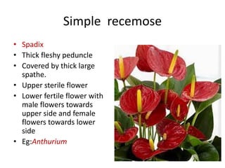 Ty Inflorescence types & special structure | PDF | Gardening | Home ...
