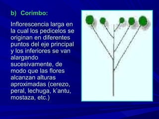 Infloresencia | PPT