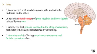 Brain | PPT