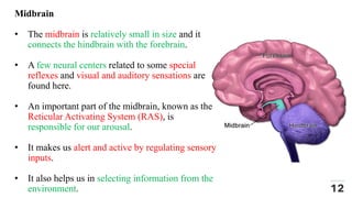 Brain | PPT
