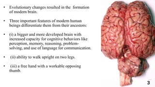 Brain | PPT
