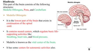 Brain | PPT