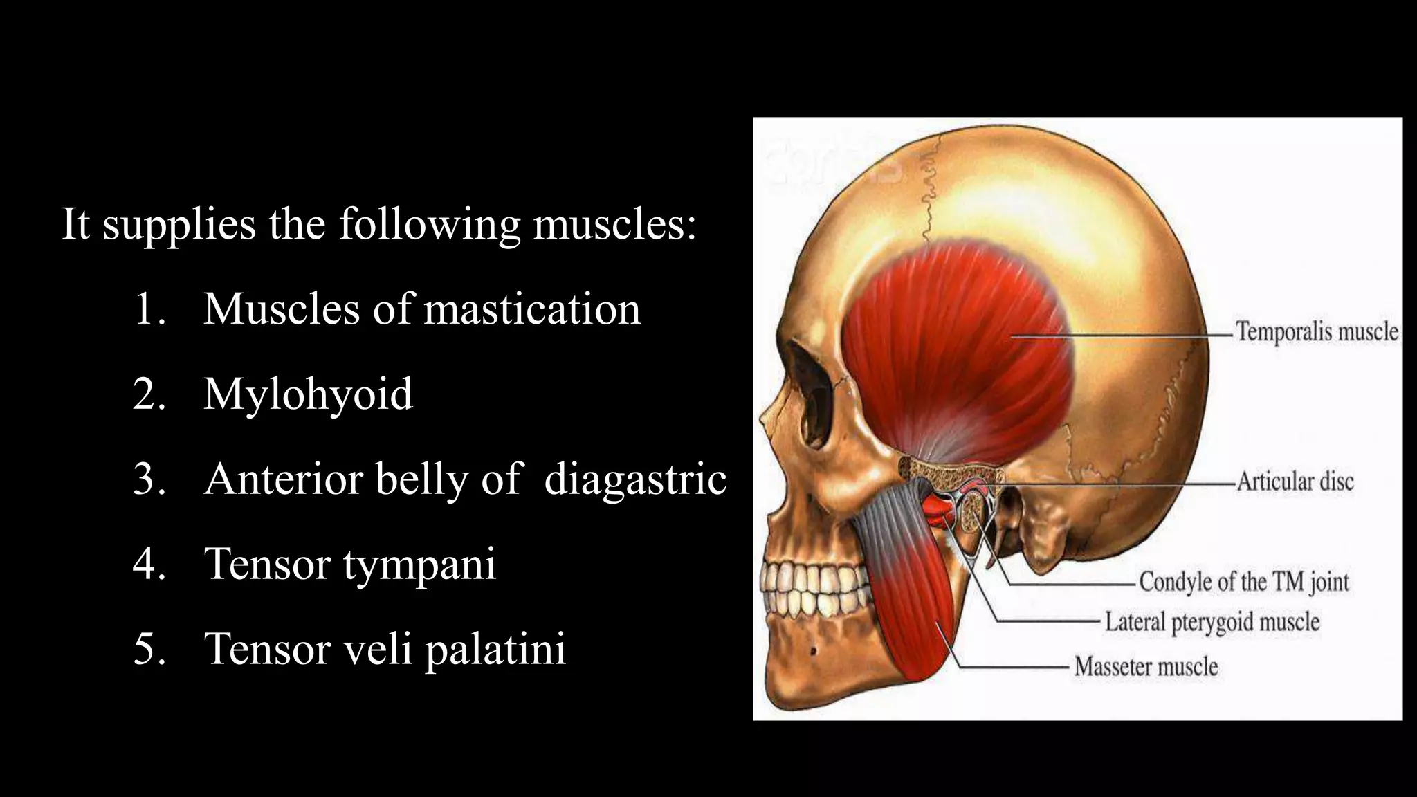 Trigeminal nerve | PPTX