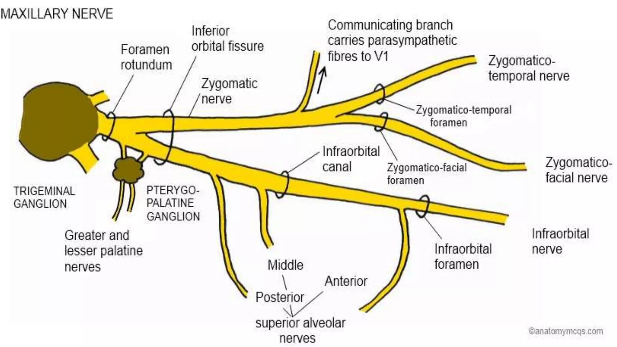 Trigeminal nerve | PPTX