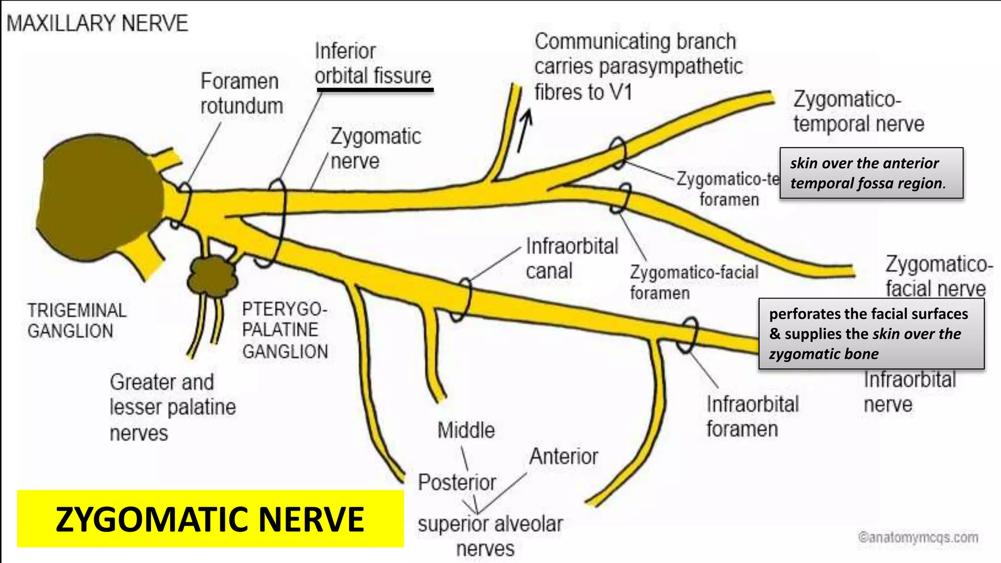 Trigeminal nerve | PPTX