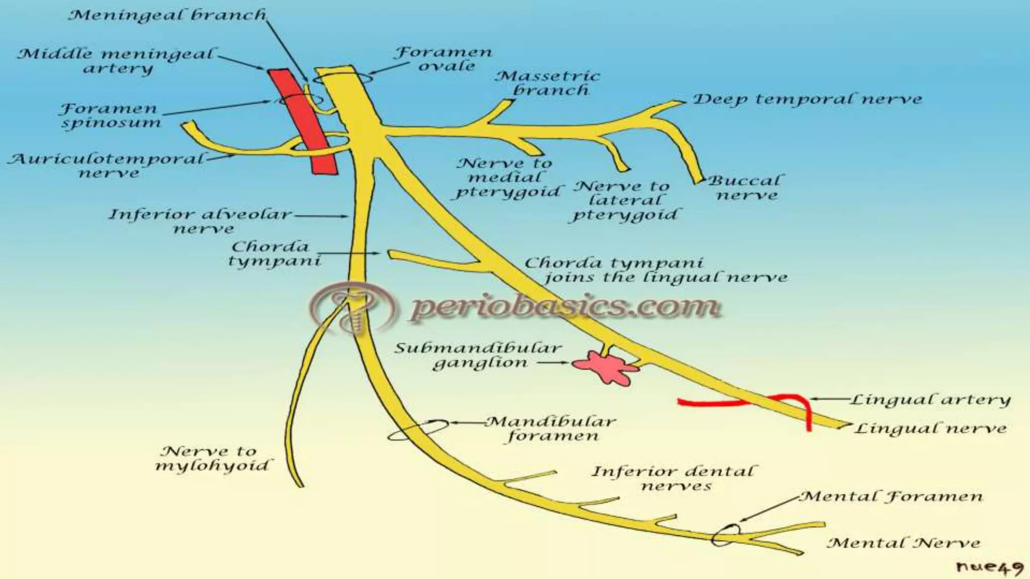 Trigeminal nerve | PPTX