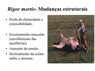 Rigor Mortis Animal